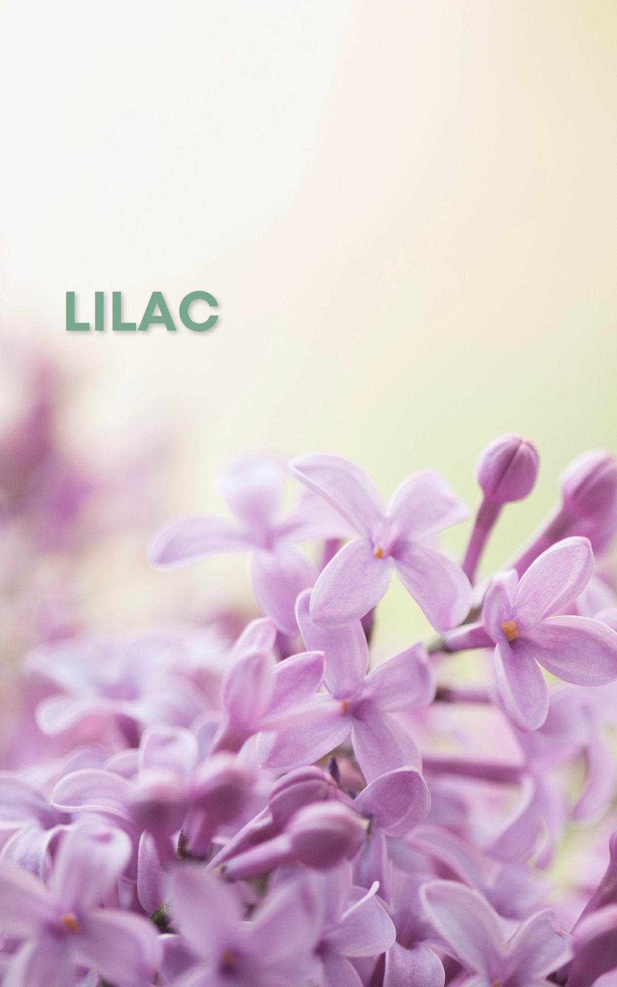Amethyst Perfume Sample | Light Floral | The Sage Lifestyle