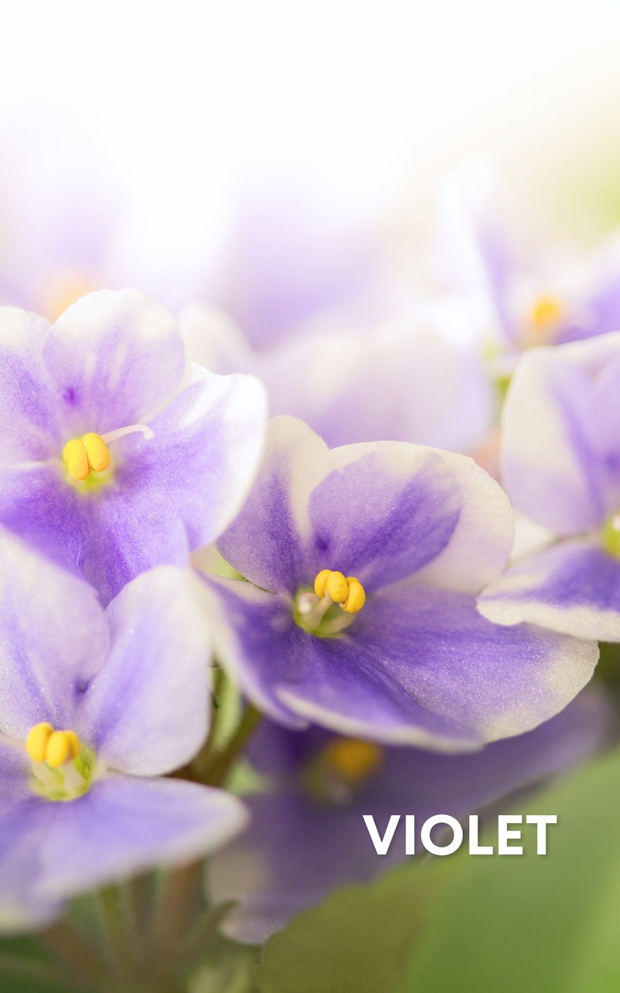 Amethyst Perfume Sample | Light Floral | The Sage Lifestyle