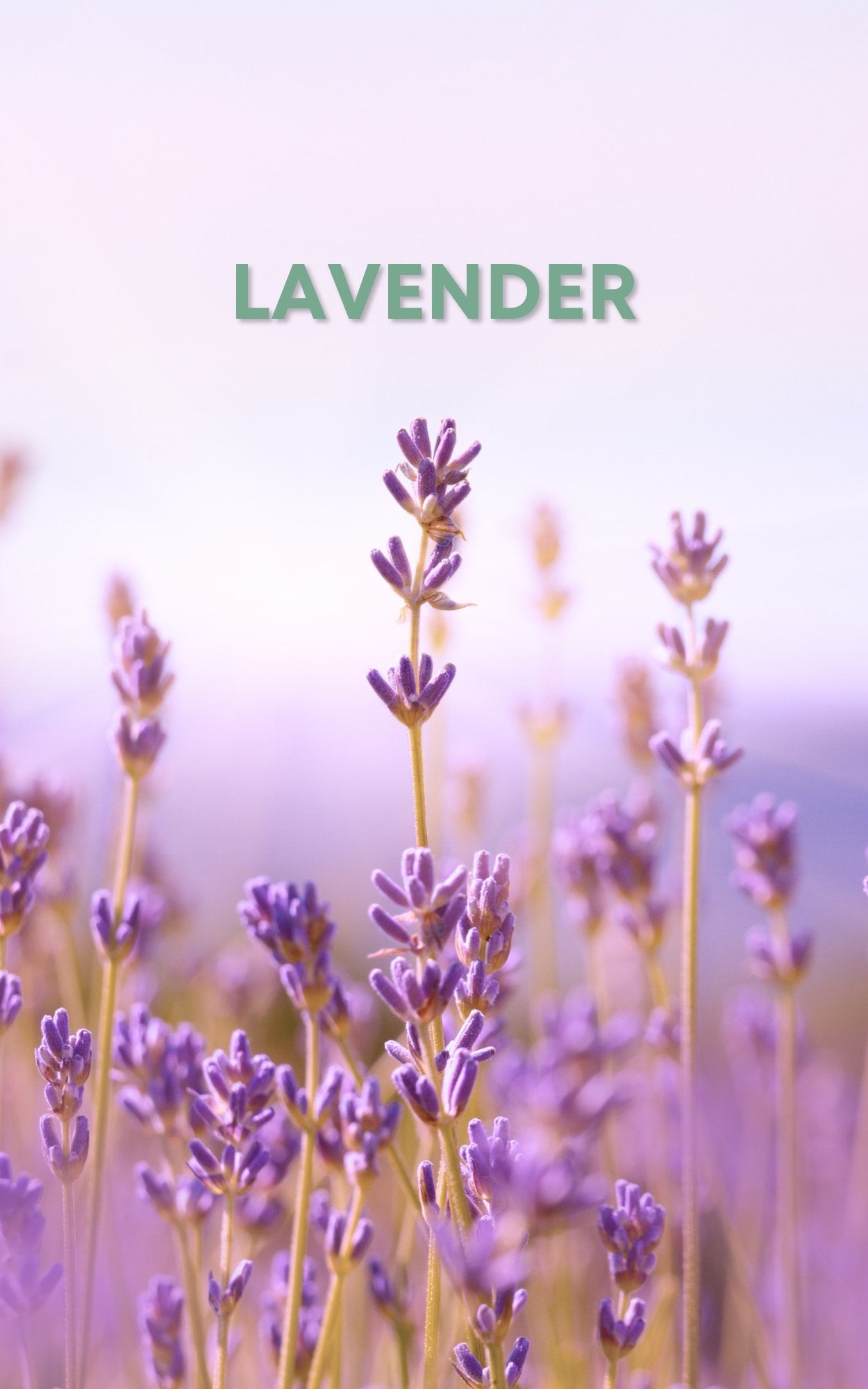 Amethyst Perfume Sample | Light Floral | The Sage Lifestyle