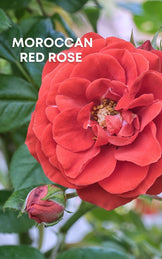 Garnet & Amethyst Blend Perfume Oil Concentrate Sample by Sage – The ...