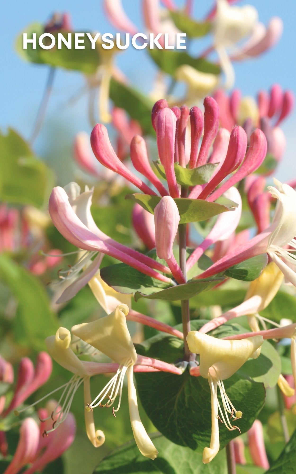 Rose Quartz Organic Perfume Extract Roll-On | Floral | The Sage Lifestyle