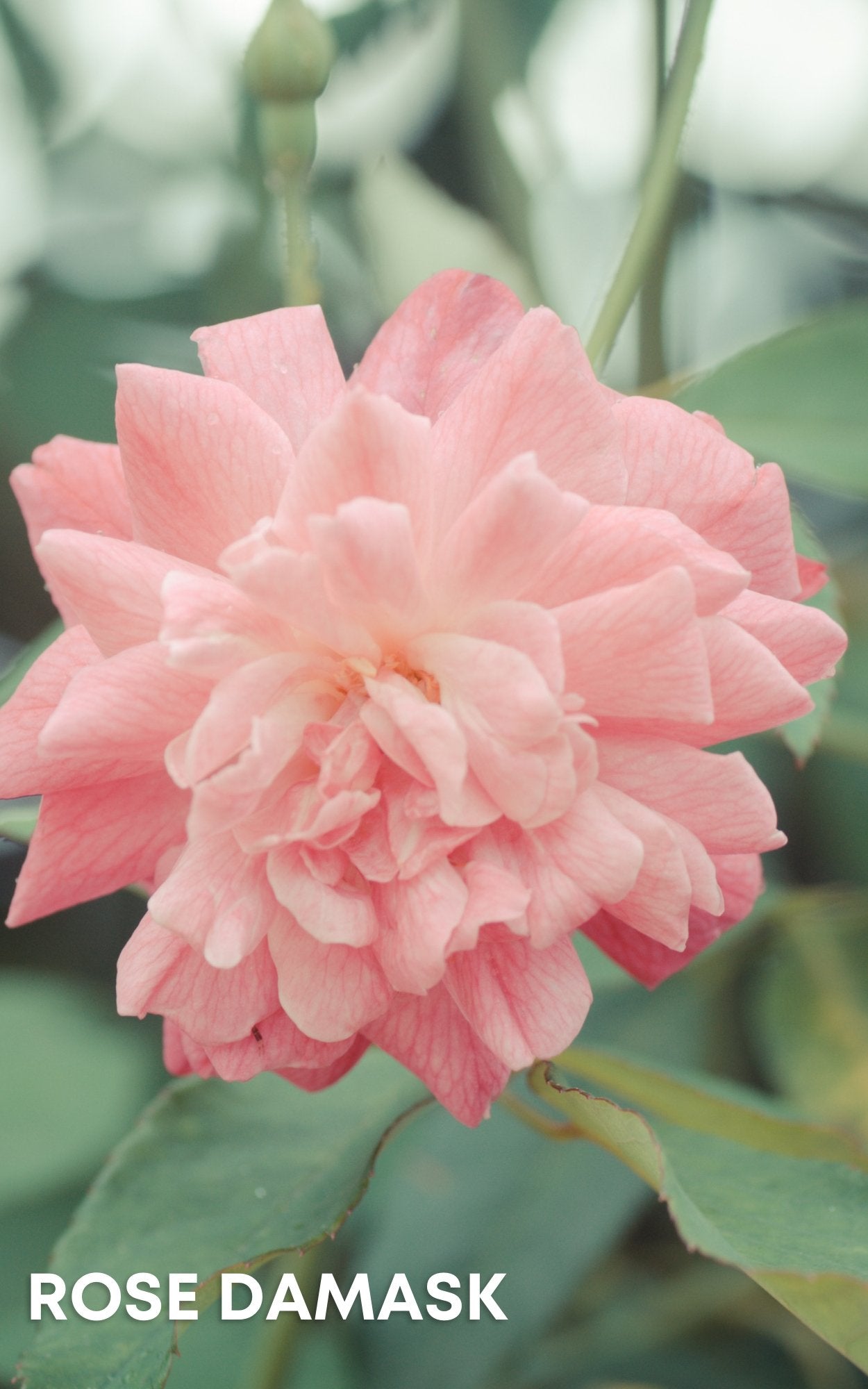 Rose Quartz Perfume Sample | Floral | The Sage Lifestyle