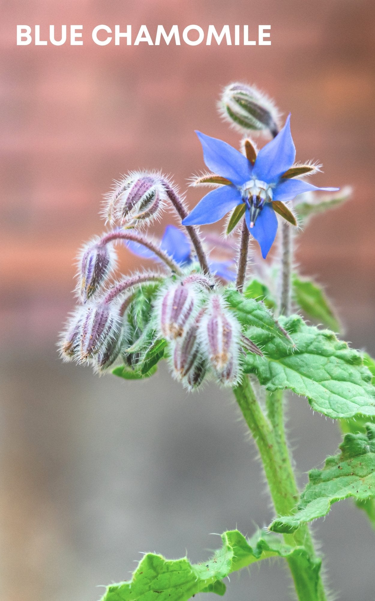 Turquoise Perfume Sample| Marine | The Sage Lifestyle